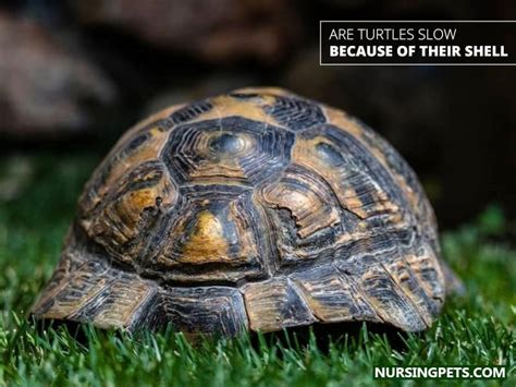 Why Are Turtles So Slow Nursing Pets