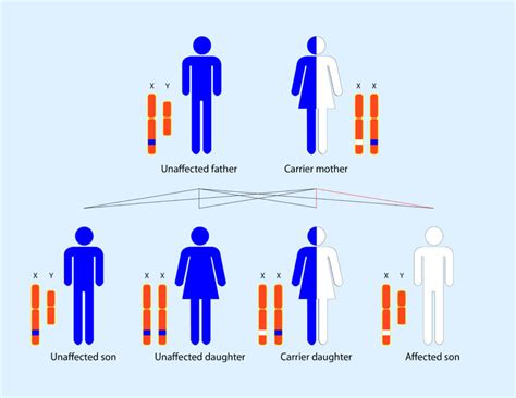 X Linked Recessive Medical Exam Prep
