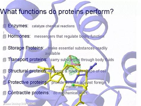 Types Of Proteins And Their Functions