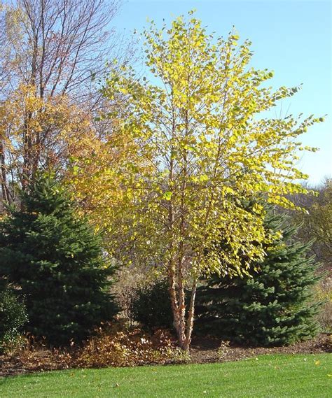 Deciduous Shade Trees Artofit