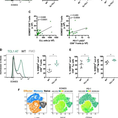 Eomes⁺ Cd8⁺ T Cells Showing Features Of Exhaustion Accumulate In The