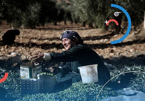 السوريون في الساحل يحيّنون أفراحهم مع موسم جني الزيتون الميادين