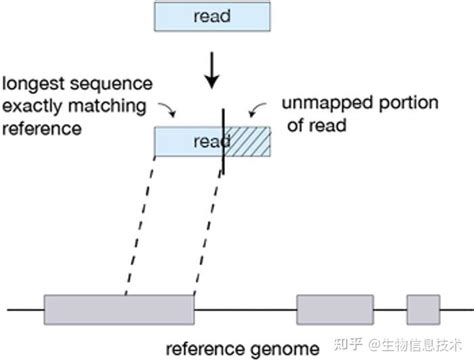 RNA Seq序列比对工具 STAR 知乎