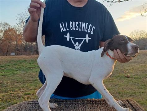 Fiddler Elhew Male Pup