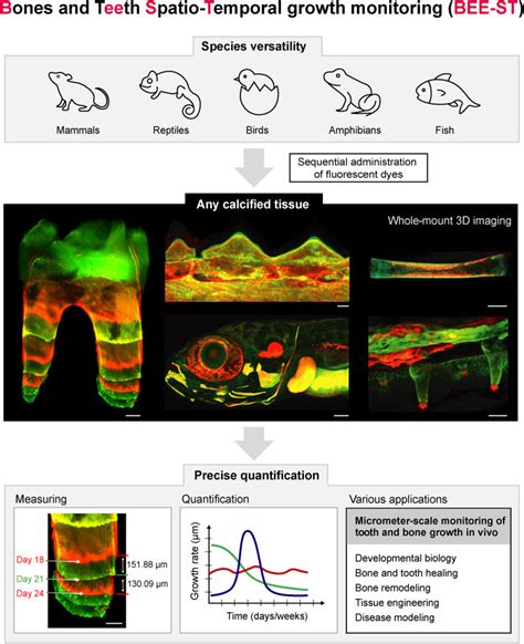 Spatiotemporal Monitoring Of Hard Tissue Development Reveals Unknown Features Of Tooth And Bone