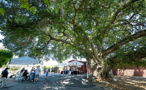 Tucked Away Park Remembers Placentias Citrus History Orange County