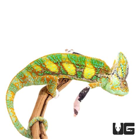 12 Inch Translucent Veiled Chameleon For Sale Underground Reptiles