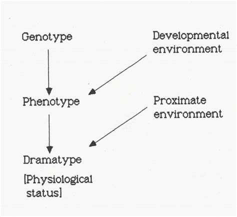 Diagram Showing The Relationship Between Genotype And Environmental Download Scientific Diagram