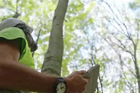 The Crawley Tree Surgeon Tree Surveys Crawley