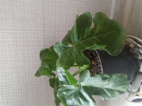 از بین بردن کرم خاکی در گلدان بابا آدمسایر گیاهان