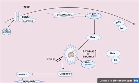Hpv And The Cell Cycle