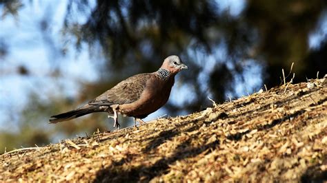 北京观鸟拍鸟地及参考鸟种及分布的鸟类品种 本市各种鸟类大全集锦 分布的鸟类品种 鸟类图库 国内外鸟讯信息 国际旅游摄影网
