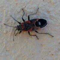Tiny Black Bugs In Arizona Different Types With Pitures