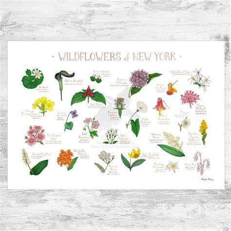 New York Wildflowers Field Guide Art Print Common Flowers Of New York