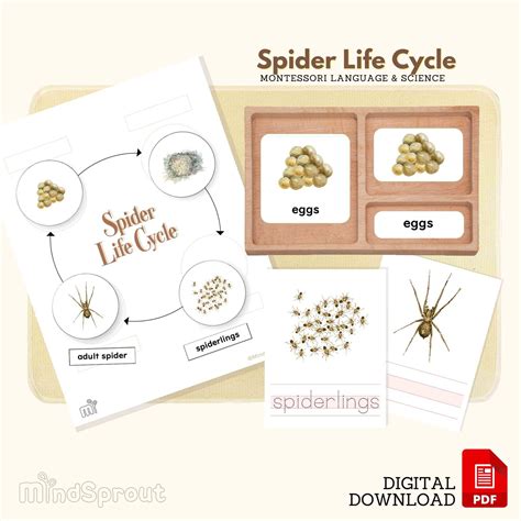 Life Cycle Of A Spider Montessori Language Material Spider Life Cycle