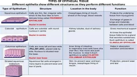 Tissues Class 9 Pptx