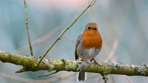 Wallpaper Robin Bird Branch Wildlife Hd Picture Image