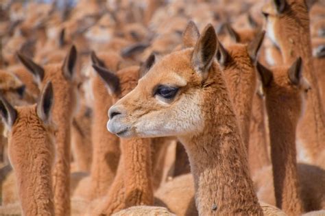 Premium Photo Wild Vicuna In Group