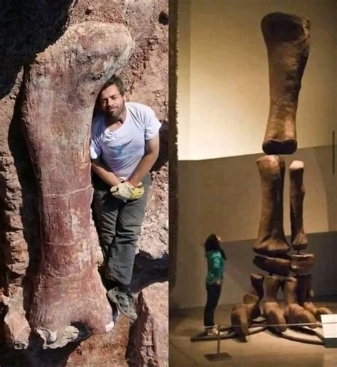 ชายโอร์ต ฟอสซิลกระดูกของสิ่งที่เชื่อกันว่าเป็นสิ่งมีชีวิตที่ใหญ่ที่สุดที่เคยเดินบนโลก ถูกค้นพบ