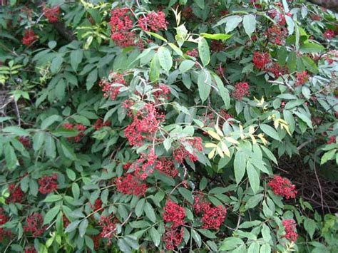 Sambuscus Sureau Sambucus Pubens