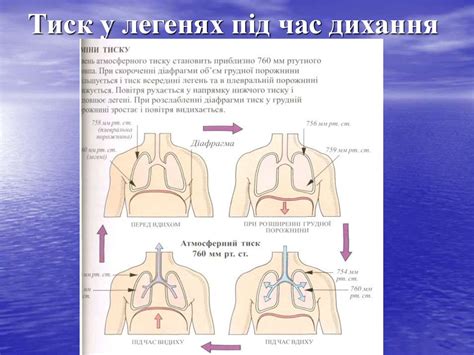 Фізіологія дихальної системи Зовнішнє дихання презентация онлайн