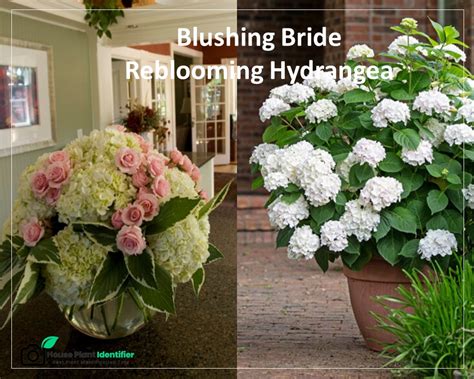 6 Eye Catching Endless Summer Hydrangea Varieties For 2025