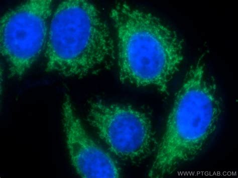 Cytochrome C Mouse Monoclonal Antibody United Bio Research