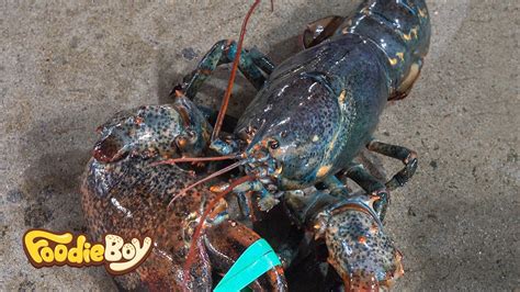 6kg 랍스타 찜 회 Steamed Lobster And Sashimi Korean Street Food 서울 노량진 수산시장 Youtube