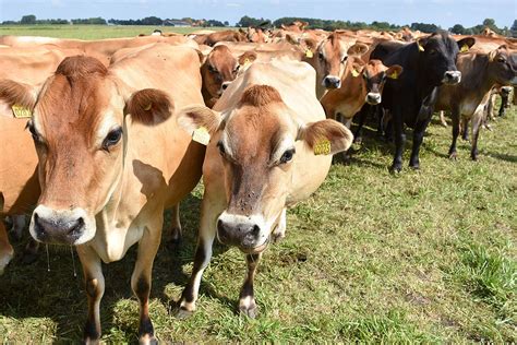 Contaminated Feed Probed As Cause Of 100 Cow Deaths On Jersey All About Feed