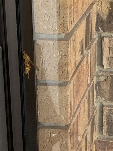 Is This An Executioner Wasp R Insects