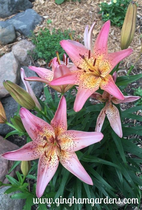 Are Asiatic Lilies Easy To Grow At Beth Anker Blog