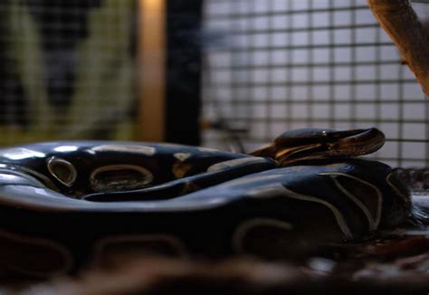 Are Ball Pythons Good At Escaping