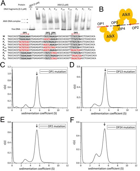 The Palindromic Sequences In The Operator Had Different Roles Of Download Scientific Diagram