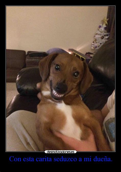 Con Esta Carita Seduzco A Mi Due A Desmotivaciones