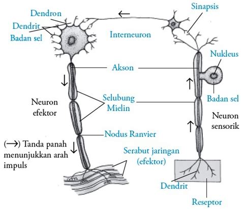 Sel Saraf Neuron Pada Manusia