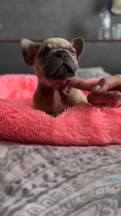 Милый французский бульдожка💖🐶 Youtube