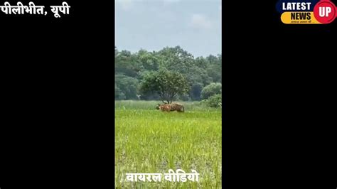 खेतों में शान से चहल कदमी करता दिखा बाघupnews Social News
