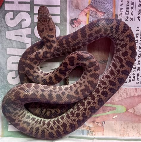 Spotted Python Male Reptile Forums
