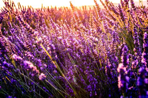 200 Lavender Fields Wallpapers