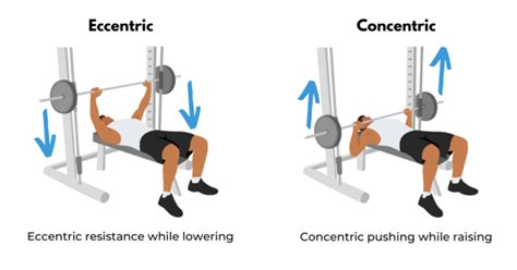 Examples Of Eccentric Contraction In Exercise And Rehab