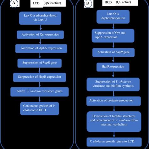 There Is Mild Increase In Mesangial Matrix With Mesangial Download Scientific Diagram
