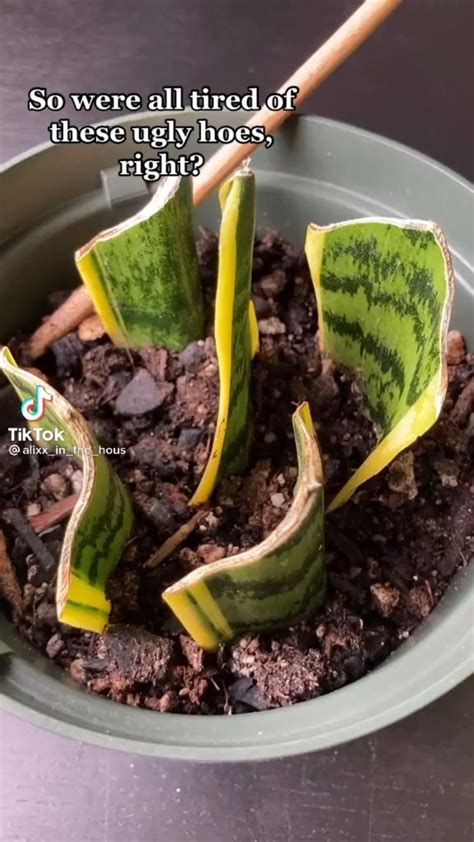 How To Identify Fix And Prevent Root Rot Artofit