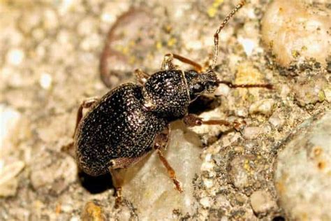 Common Types Of Beetles In Colorado Wildlife Informer