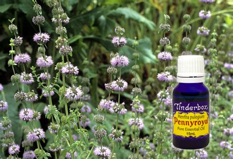 Pennyroyal Essential Oil Tinderbox