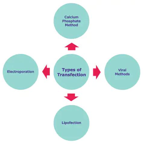 Transfection Types Methods And Efficiency
