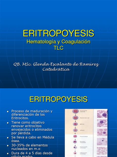 Eritropoyesis Pdf Glóbulo Rojo Fisiología