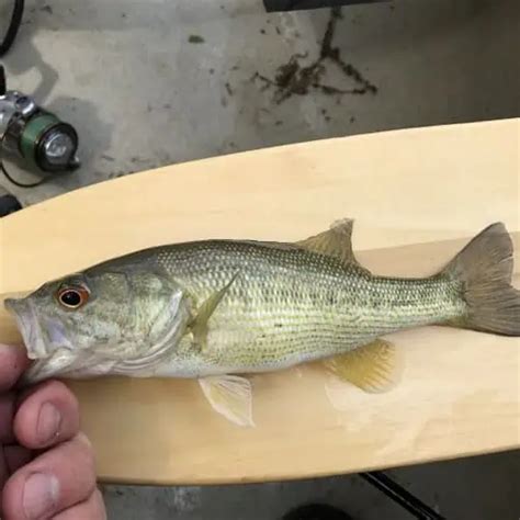 26 Types Of Bass Species Id Pictures Pond Informer