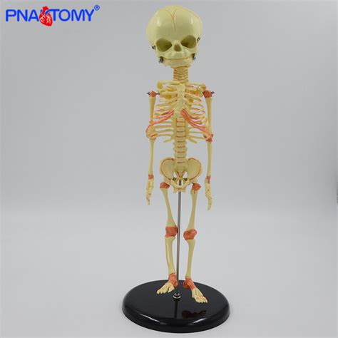 Bebé Esqueleto Modelo 37cm Bebé Móvil Modelo De Investigación Esqueleto
