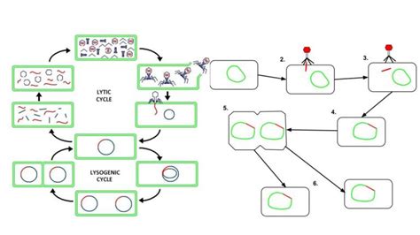 Tobacco Mosaic Virus Tmv Structure Life Cycle Infection Treatment Biology Notes Online