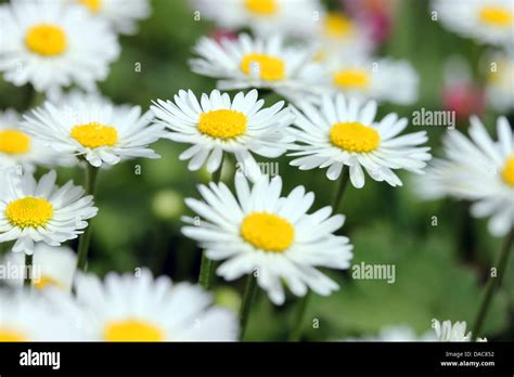 White Daisy Flower Closeup Shot Shallow Dof Stock Photo Alamy